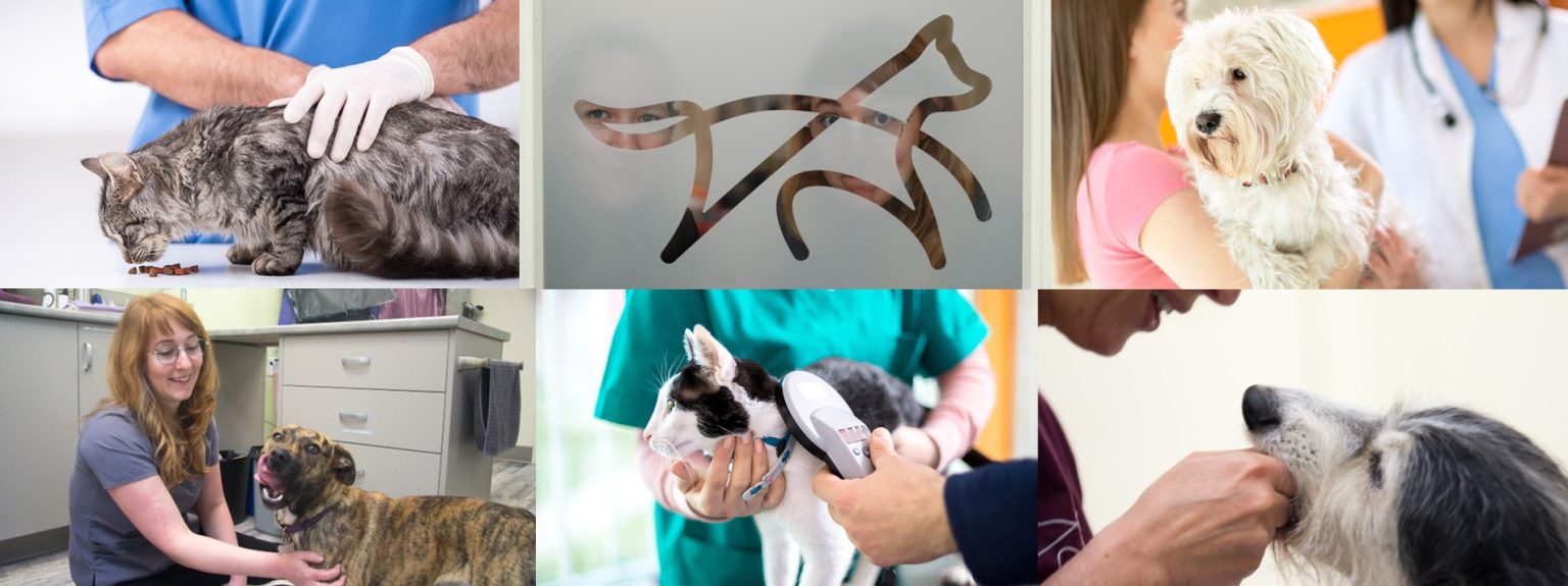 Home - Veterinarian Victoria BC | Oaklands Veterinary Hospital